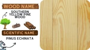 40+ Different Types of Wood | Lumber Or Wood Types | Popular Hard Wood ...